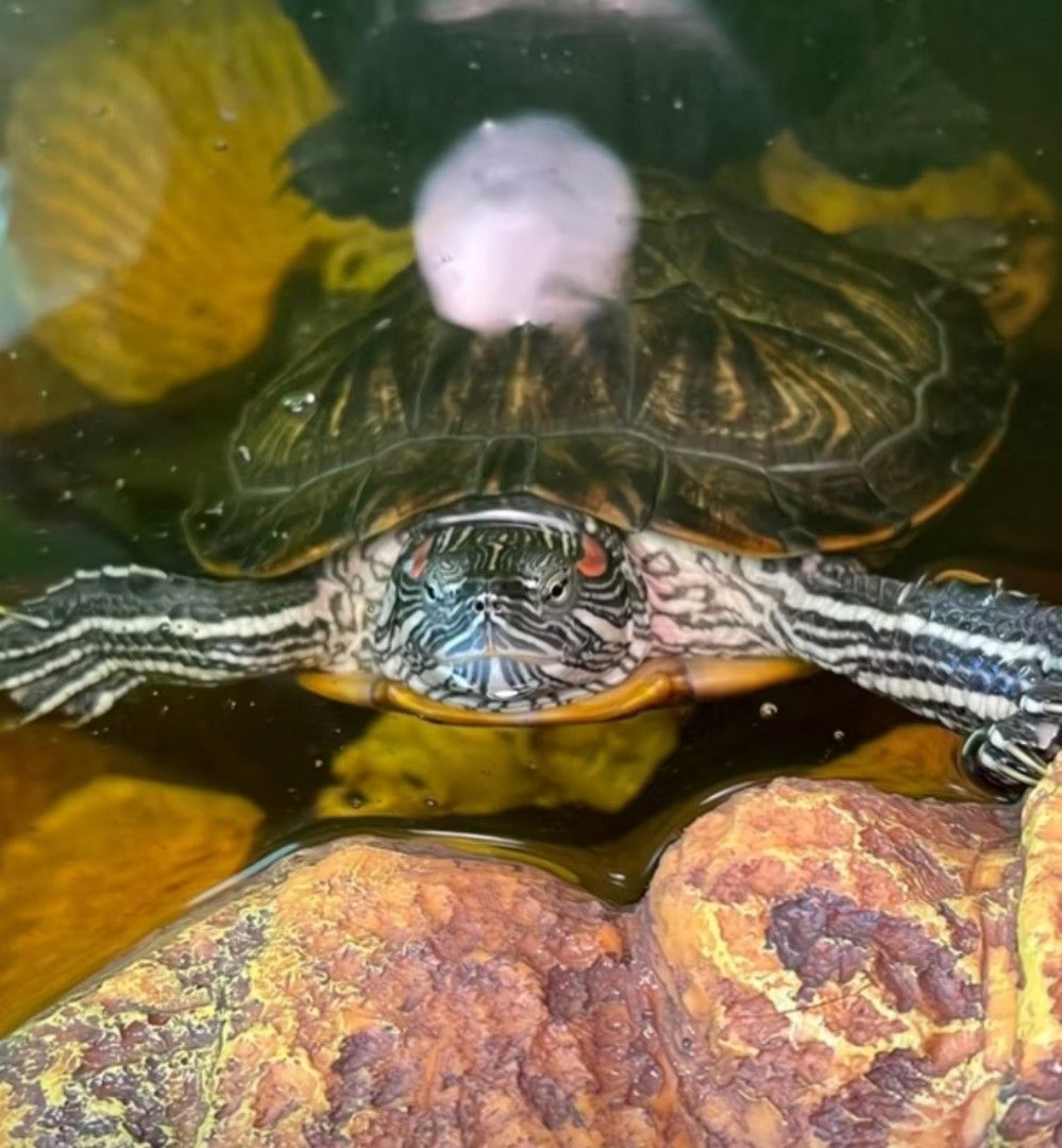 [NEW] EXO TERRA Turtle Bank. Large. Magnetic Floating Island., Pet ...