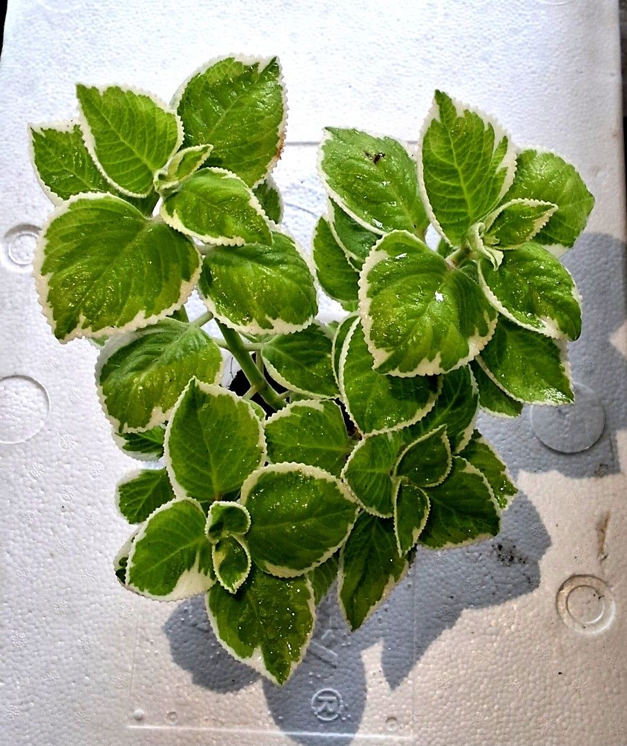 Oregano live plant house plant decor, Furniture & Home Living ...