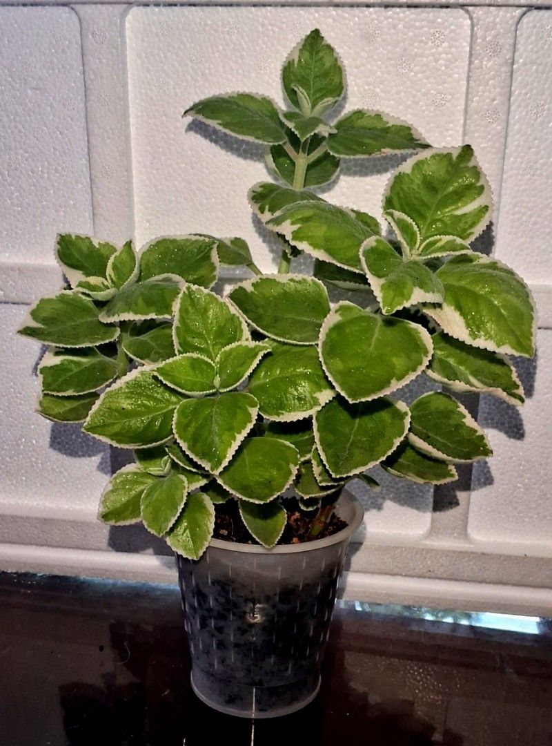 Oregano live plant house plant decor, Furniture & Home Living ...