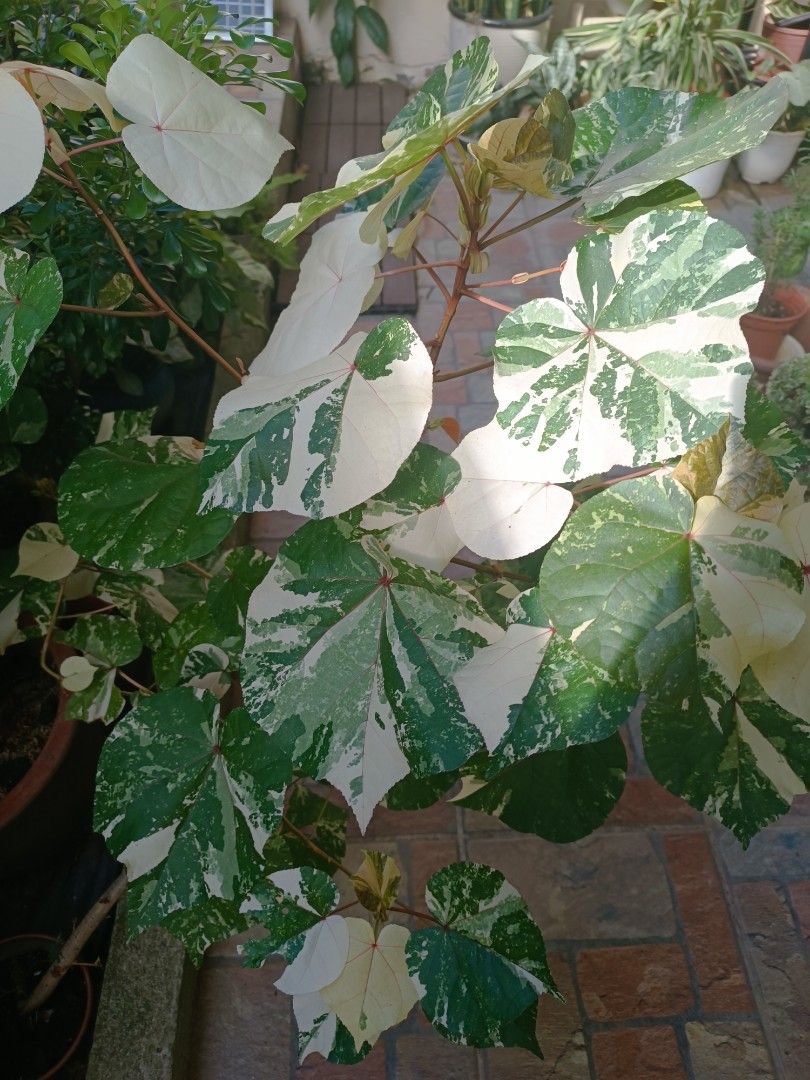 Pokok Bunga plant tumbuhan deco rumah outdoor variegated garden ...