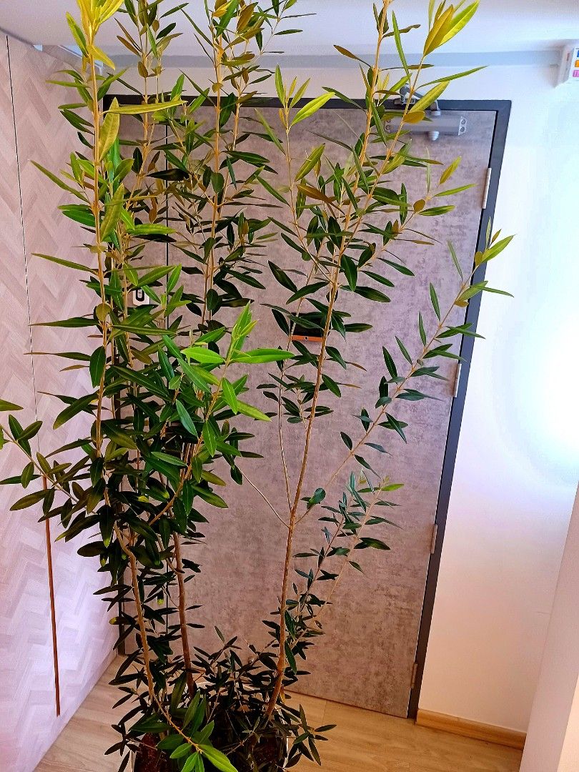 Beautiful Japanese Olive Tree (Olea Europara) (1.7m!), Furniture & Home ...