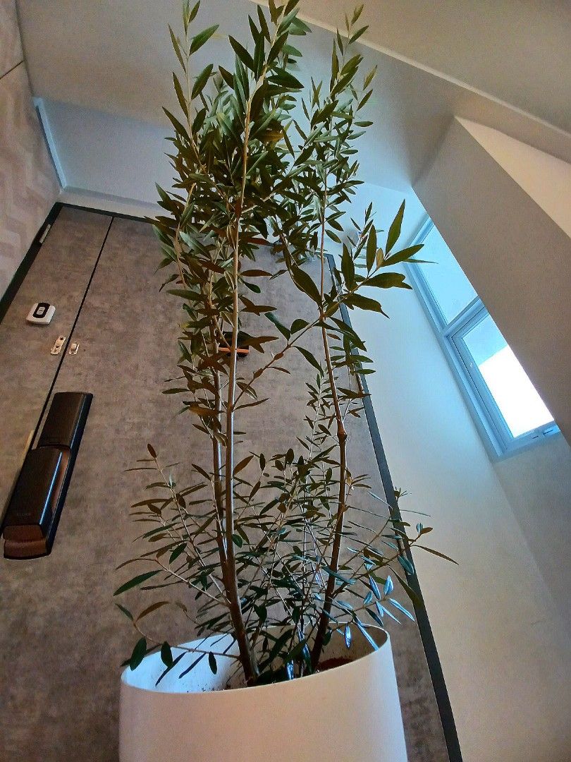 Beautiful Japanese Olive Tree (Olea Europara) (1.7m!), Furniture & Home ...