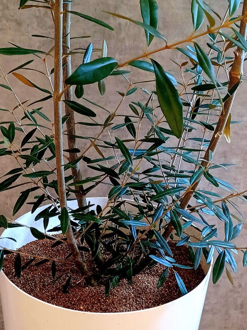 Beautiful Japanese Olive Tree (Olea Europara) (1.7m!), Furniture & Home ...