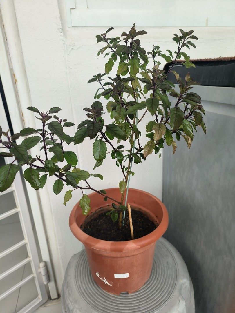 Black holy Basil / Tulsi plant / Krishna Tulasi / Karum Tulasi / Queen ...