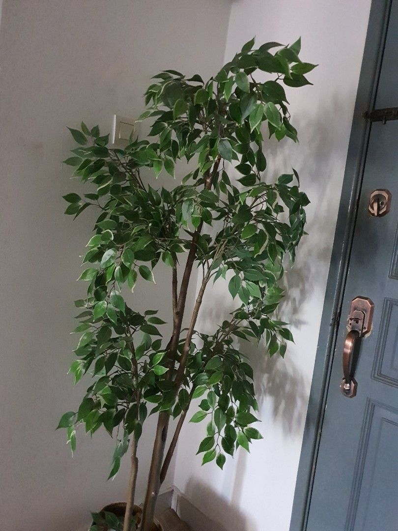 IKEA TREE ARTIFICIAL, Furniture & Home Living, Home Decor, Artificial ...