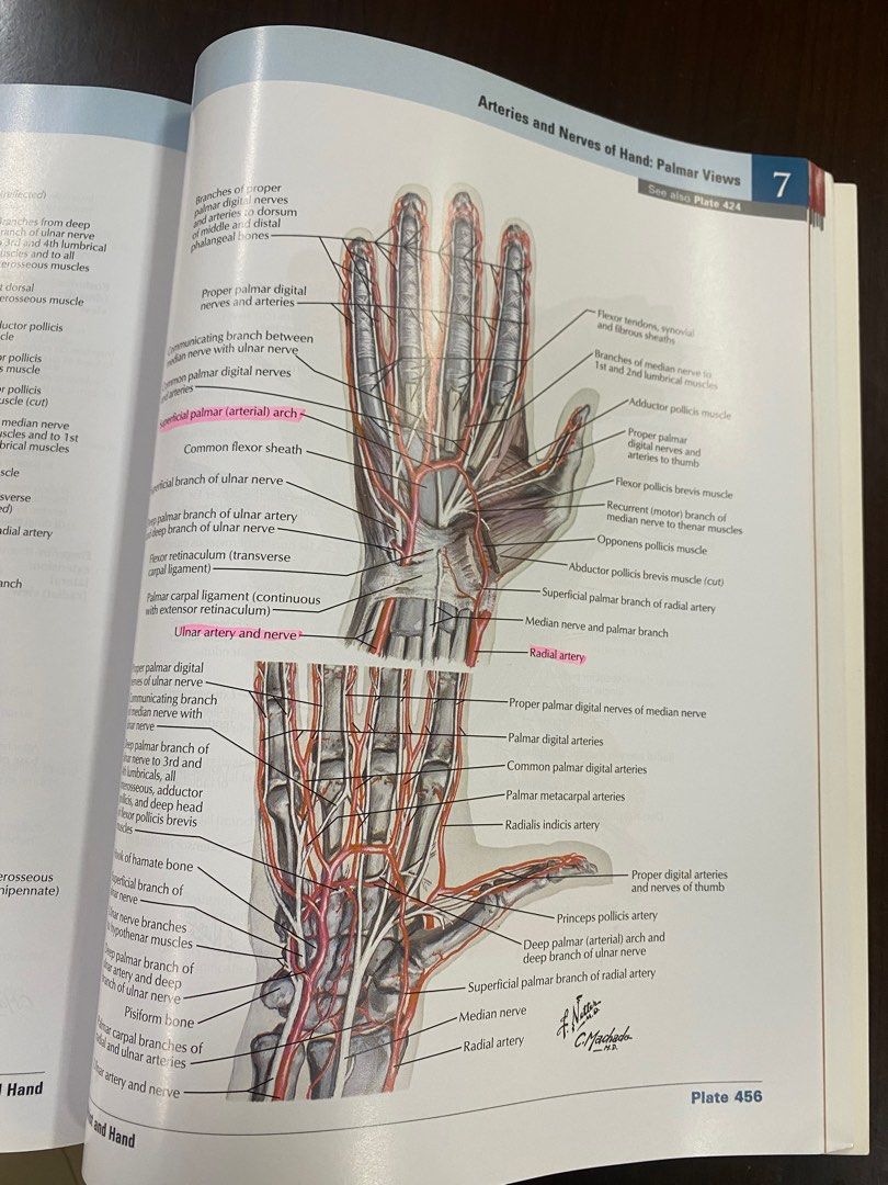 Netter anatomy 解剖圖譜, 書籍、休閒與玩具, 書本及雜誌, 教科書、參考書在旋轉拍賣