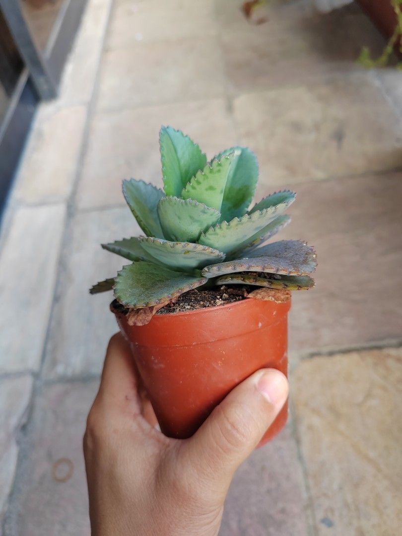 Kalanchoe Setawar Mother of Thousand, Furniture & Home Living ...