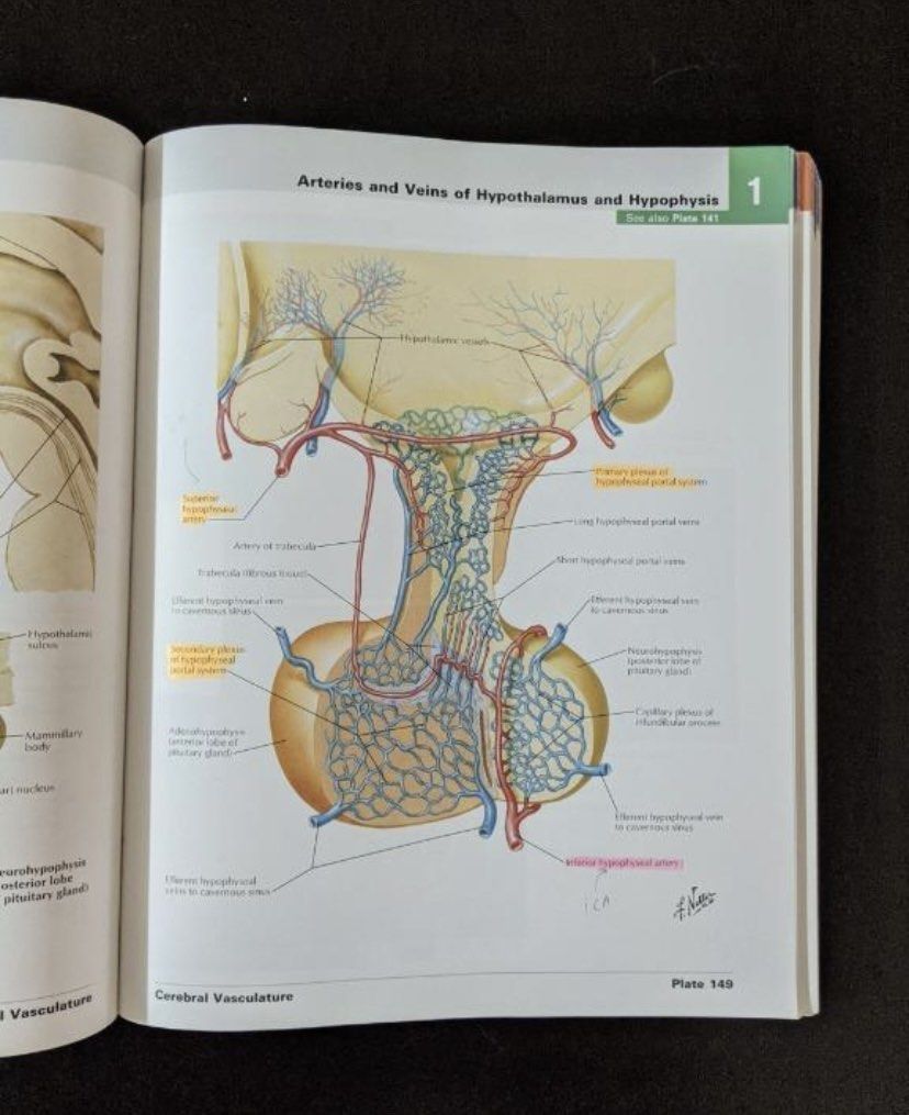 MEDICINE Netter Atlas of Human Anatomy 6th Edition, Hobbies & Toys ...