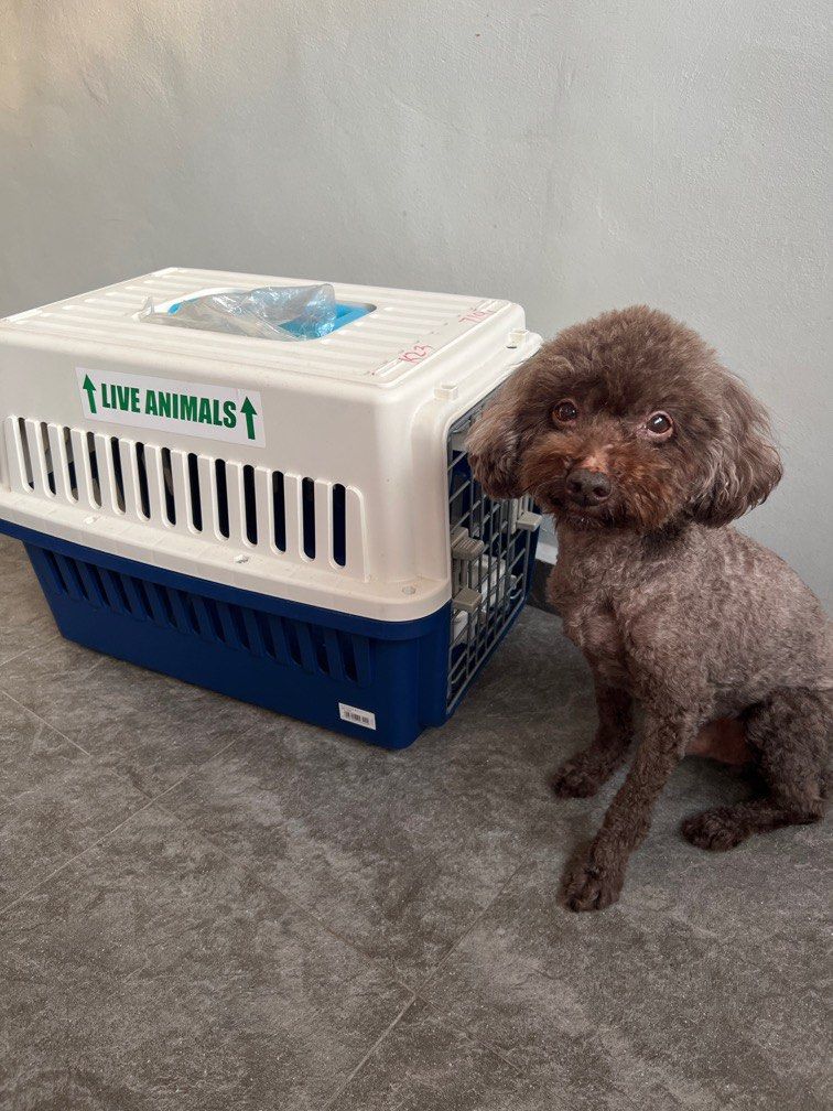 IRIS Pet Carrier Toy poodle Aircraft Cage For Dogs And Cats, Convenient ...