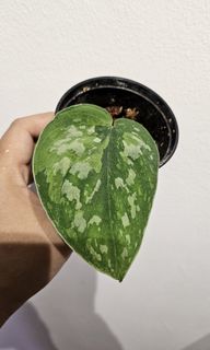 Scindapsus Exotica Money Plant Real Plant, Furniture & Home Living ...