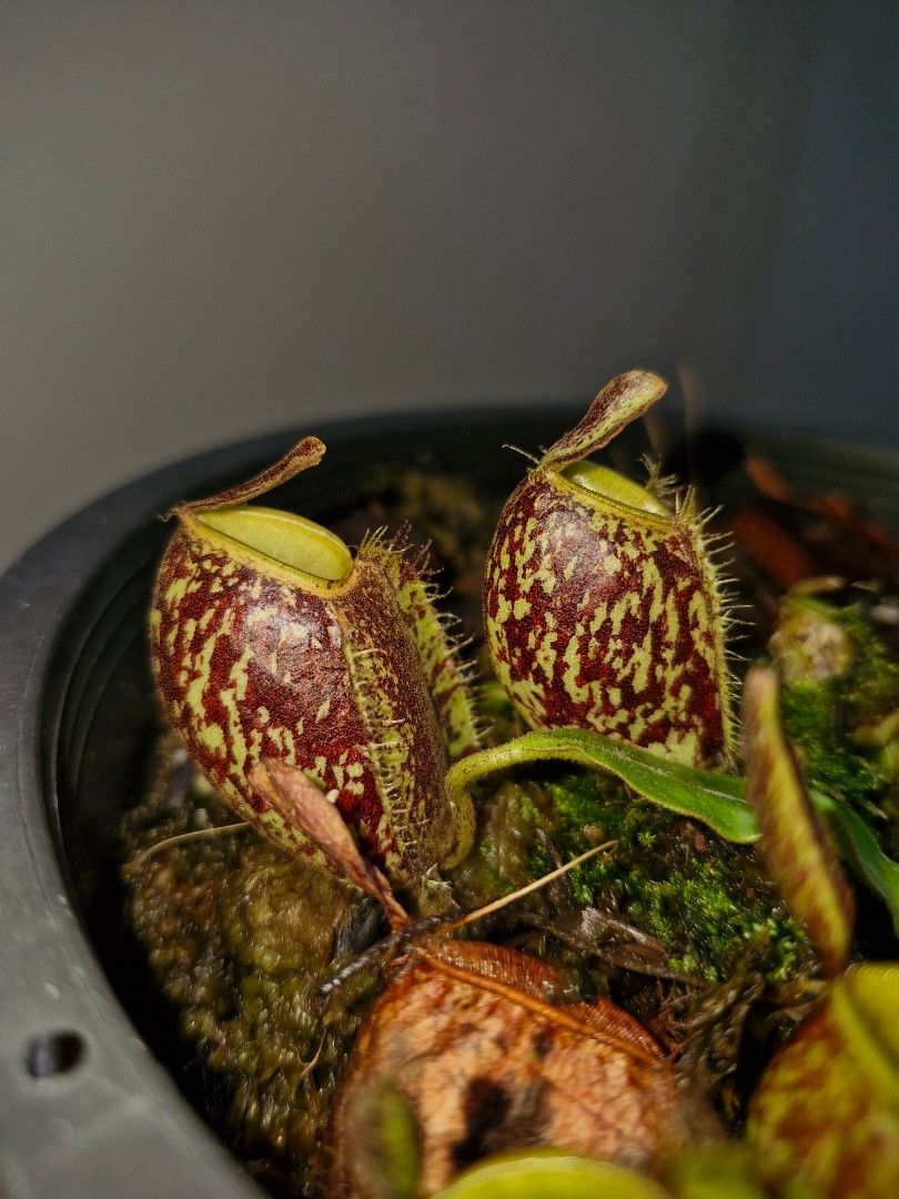 Nepenthes Ampullaria Tricolor, Furniture & Home Living, Gardening ...