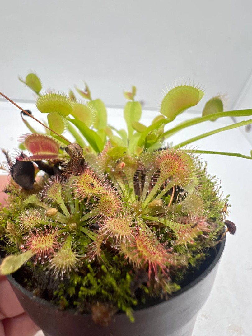 Venus flytrap and sundew, Furniture & Home Living, Gardening, Plants ...