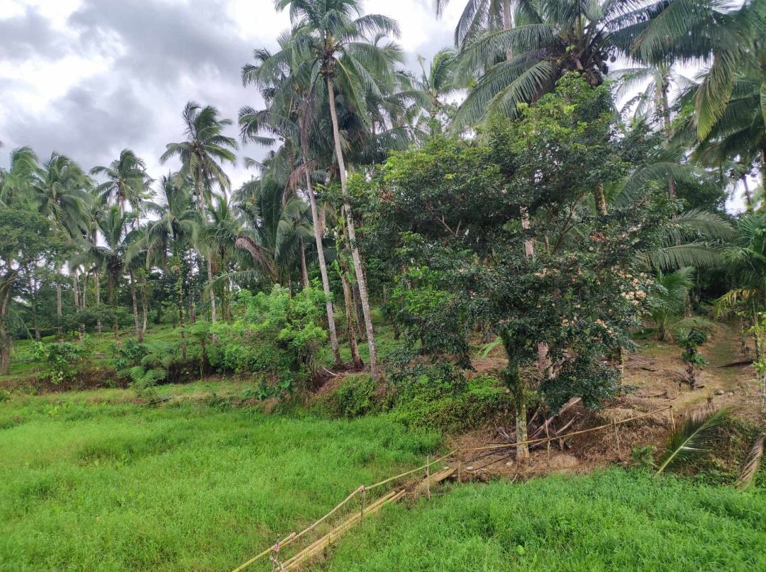 1.32 Hectares Farm along Diversion Road in Lucban, Quezon, Property ...