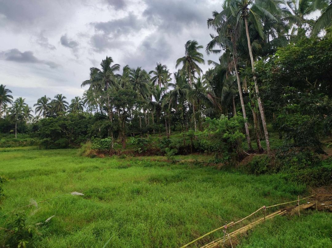 1.32 Hectares Farm along Diversion Road in Lucban, Quezon, Property ...
