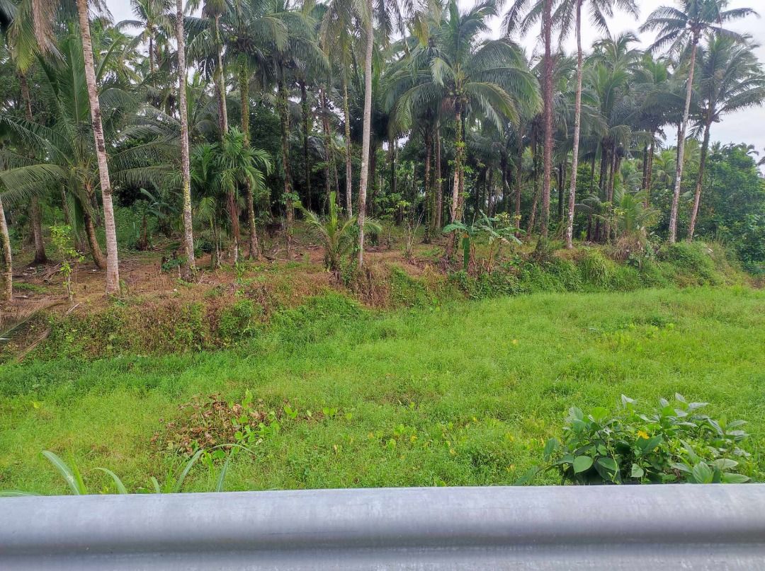 1.32 Hectares Farm along Diversion Road in Lucban, Quezon, Property ...