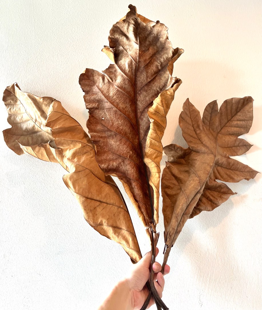 Pack of 3 pcs Giant dried leaf daun kering besar decor rustic pelamin ...