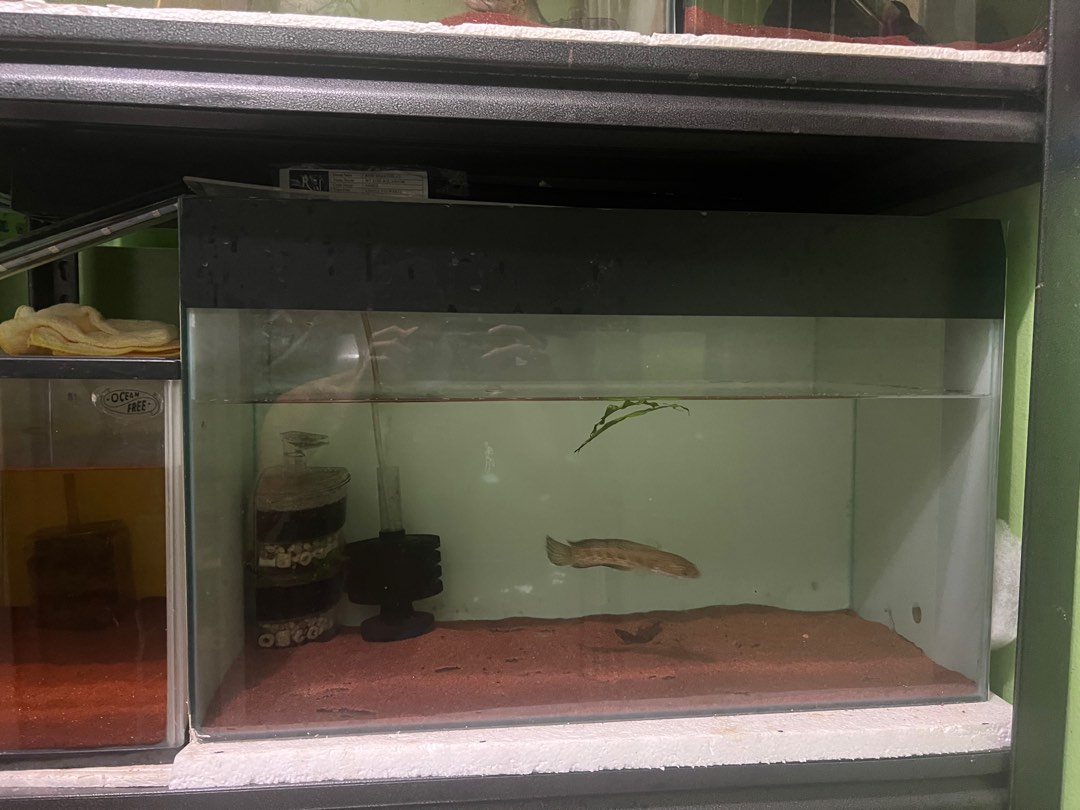 2ft fish tank, Pet Supplies, Homes & Other Pet Accessories on Carousell