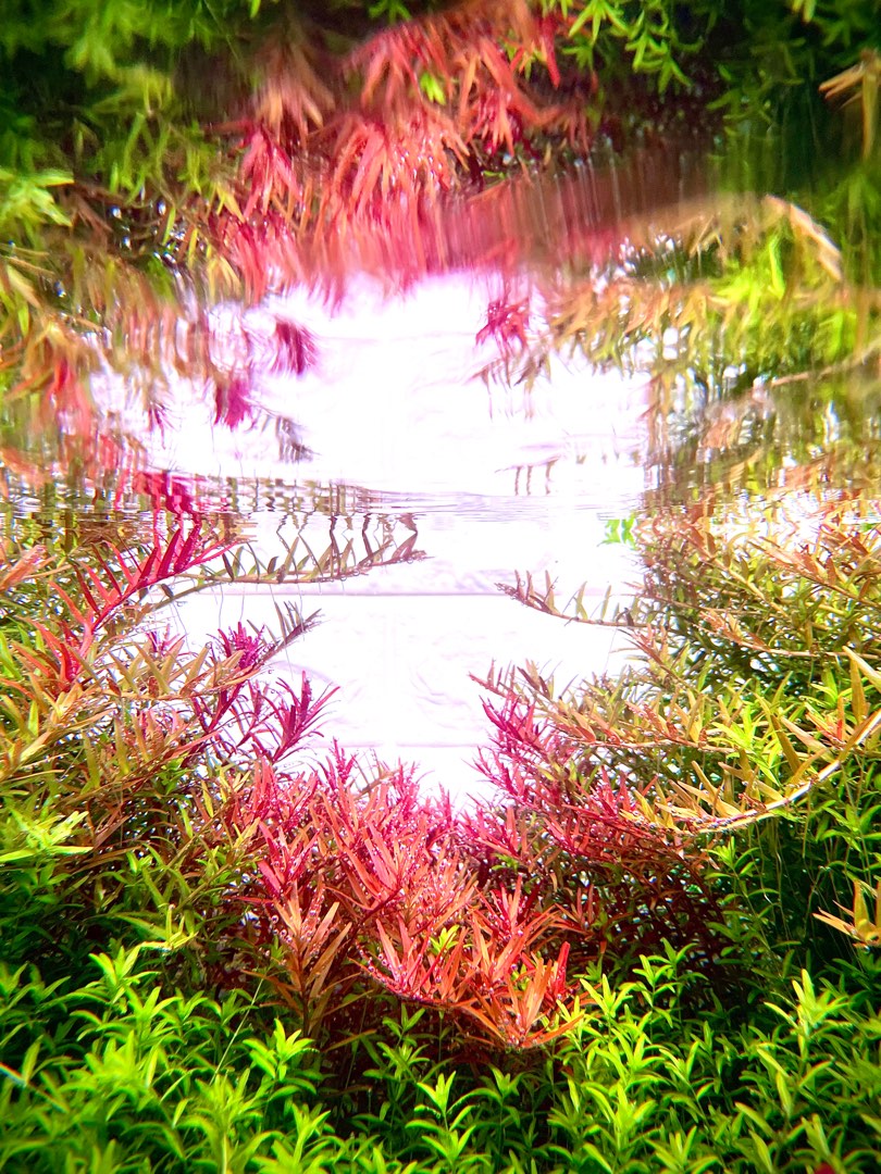 Pokok Aquatic Submersed ( Rotala Green / Rotala HRA / Ludwigia ...