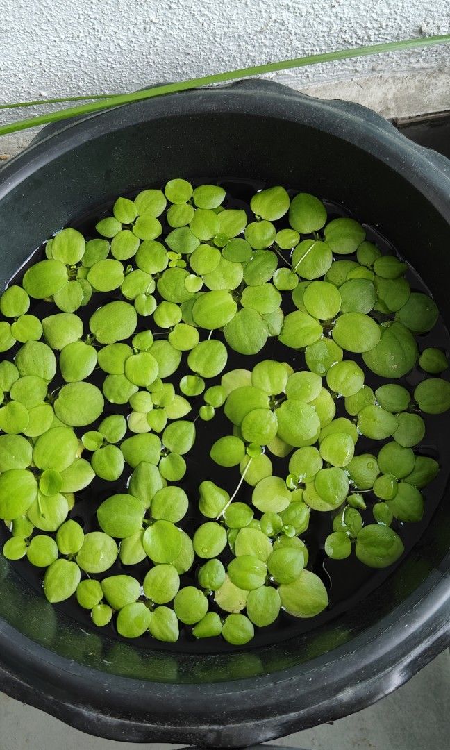 Amazon frogbit floating plant, Furniture & Home Living, Gardening ...