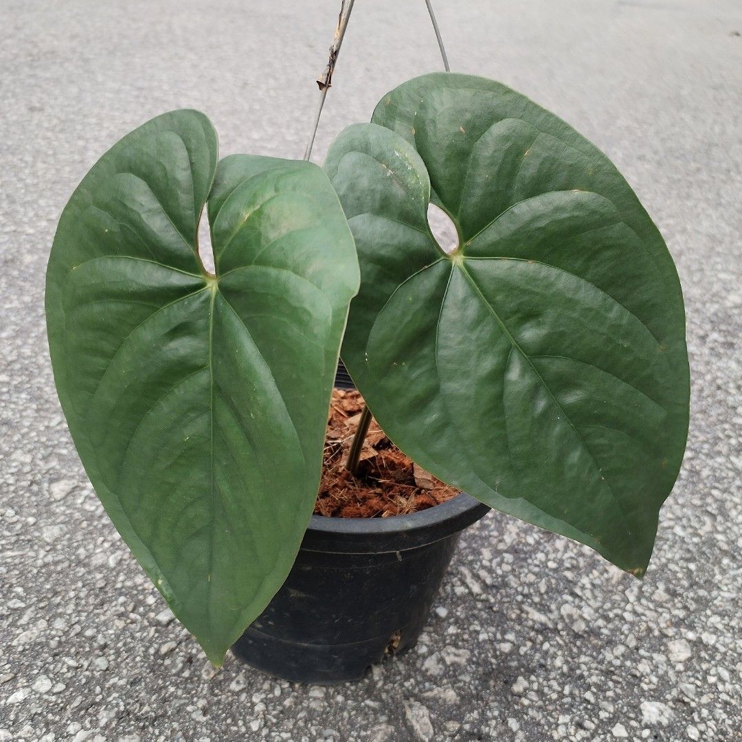 Anthurium Sp Silver Peru, Furniture & Home Living, Gardening, Plants ...