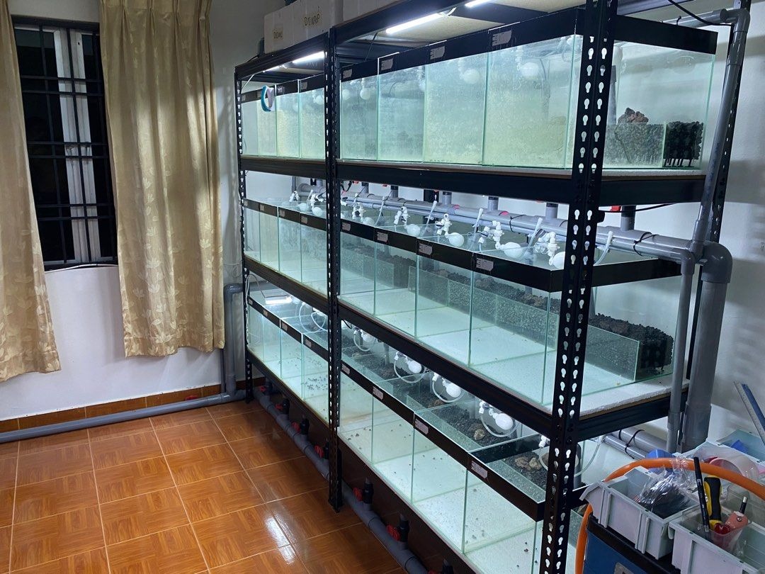 RAK AQUARIUM, Pet Supplies, Homes & Other Pet Accessories on Carousell