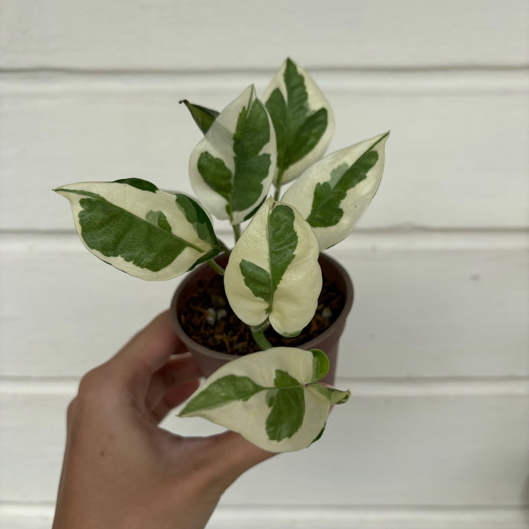 Njoy pothos plant in small pots, Furniture & Home Living, Gardening ...