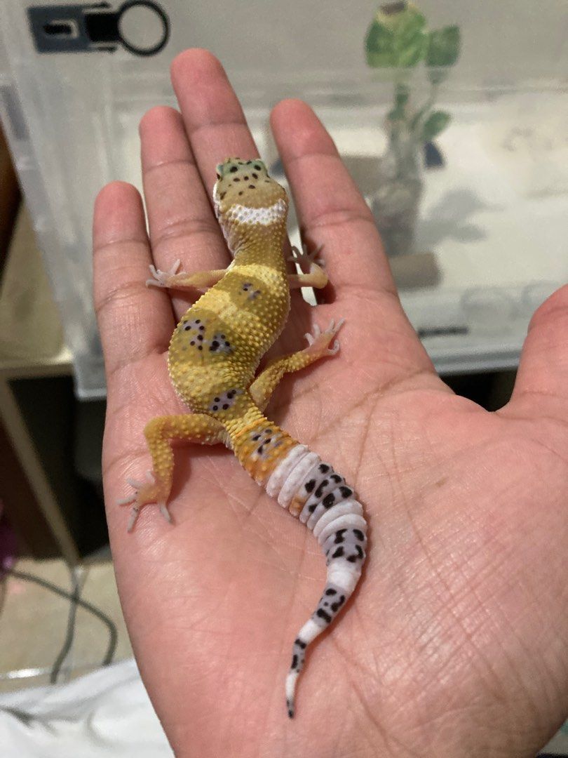 Normal Leopard Gecko, Pet Supplies, Homes & Other Pet Accessories on ...