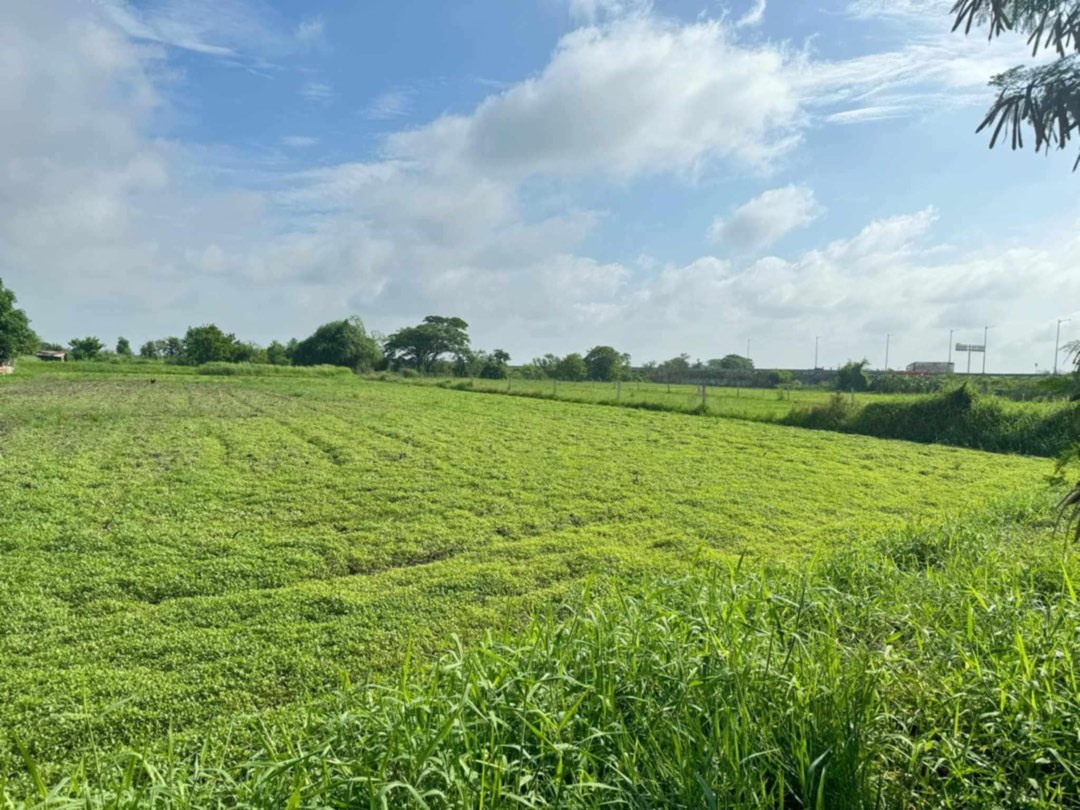 4000 sq meter Residential Farm Lot for Sale in Tarlac City, Property ...