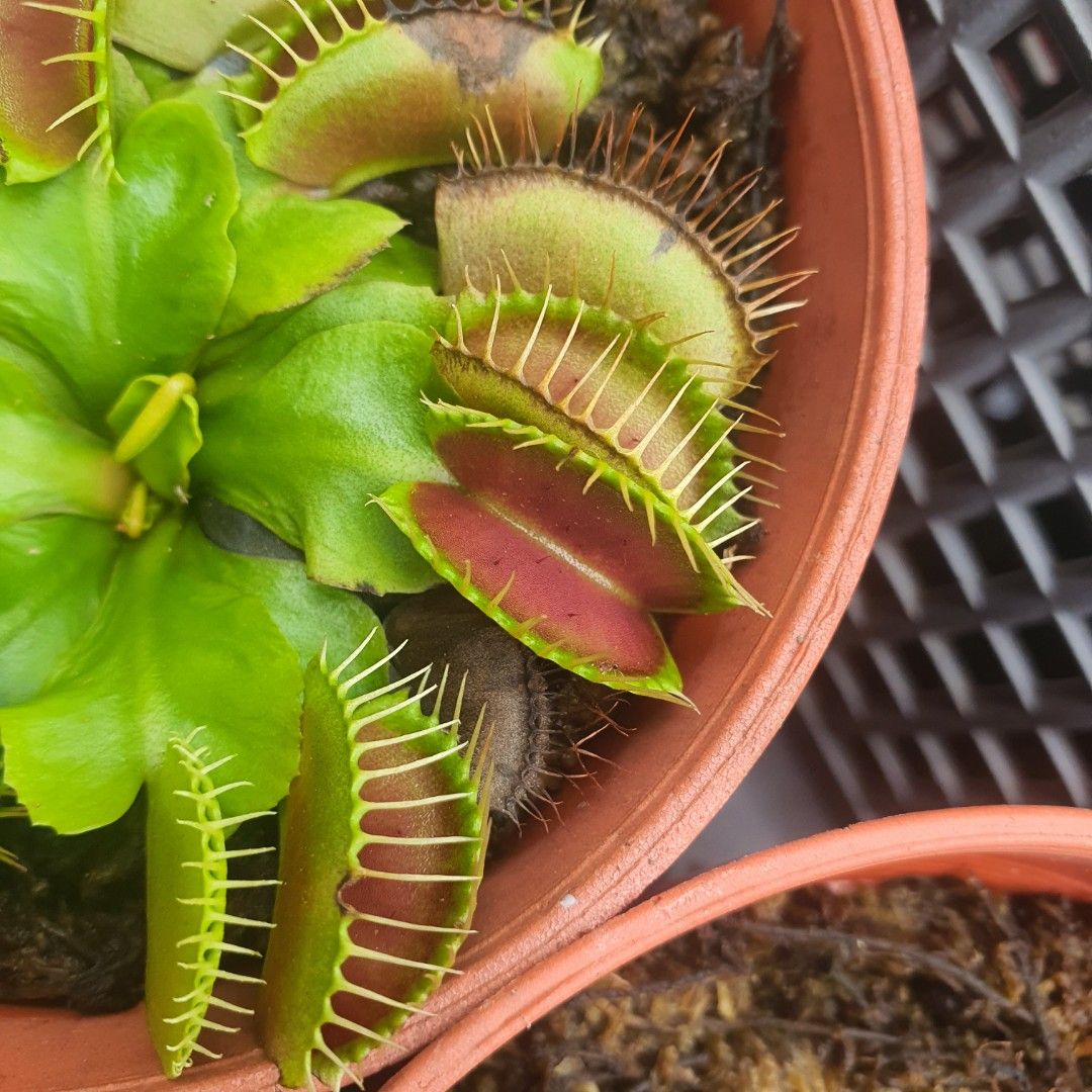 Pokok Rare [Carnivorous Plant] Vernus Fly Trap, Furniture & Home Living ...