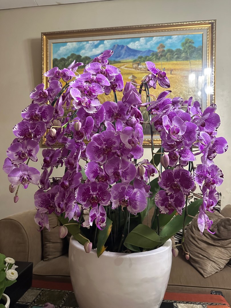 RANGKAIAN BUNGA ANGGREK 10 POHON PURPLE ORIGINAL, Perkebunan di Carousell