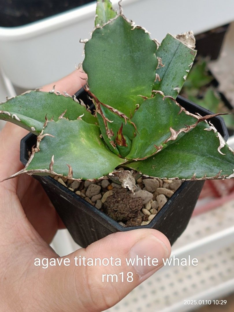 agave titanota white whale, Furniture & Home Living, Gardening, Plants & Seeds on Carousell