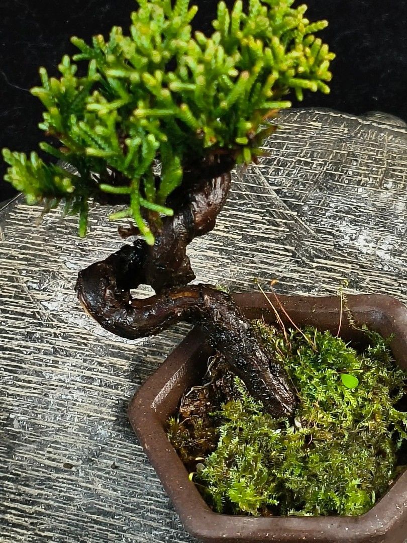 Japanese Juniper Medium, Furniture & Home Living, Gardening, Plants & Seeds on Carousell