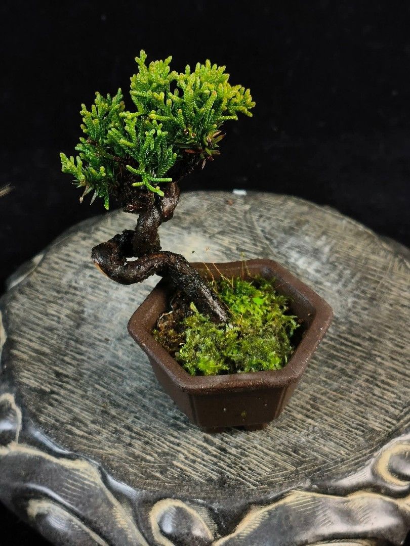 Japanese Juniper Medium, Furniture & Home Living, Gardening, Plants & Seeds on Carousell