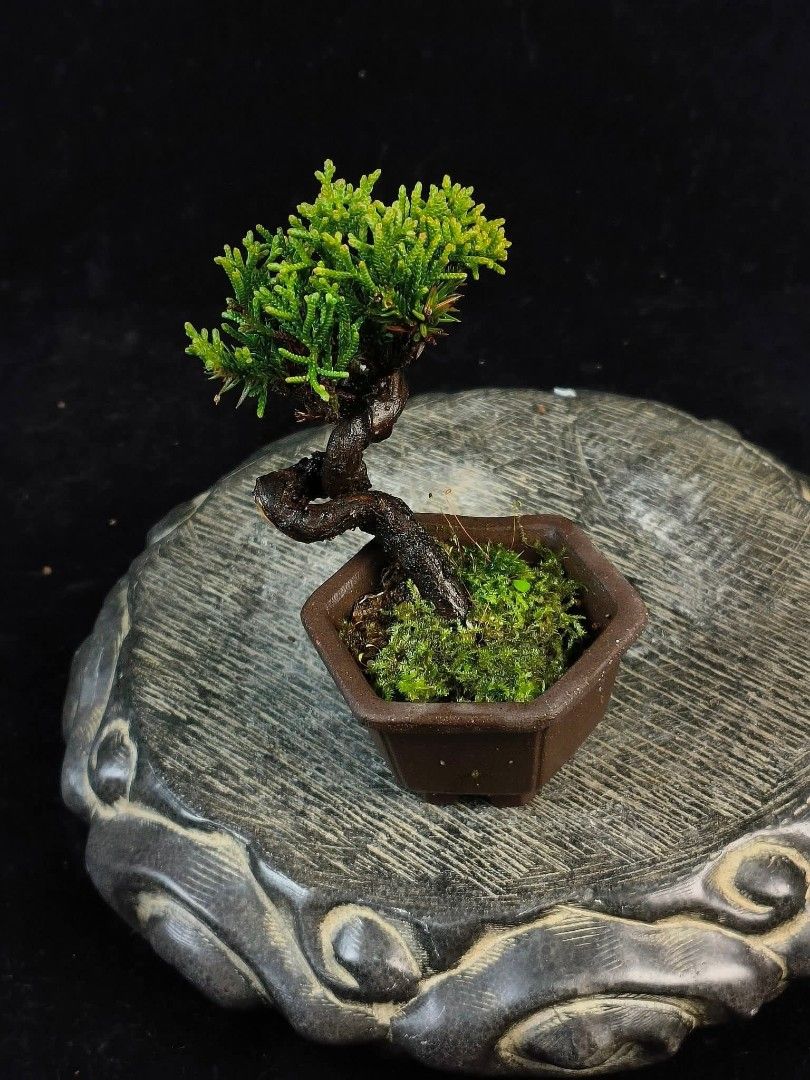 Japanese Juniper Medium, Furniture & Home Living, Gardening, Plants & Seeds on Carousell