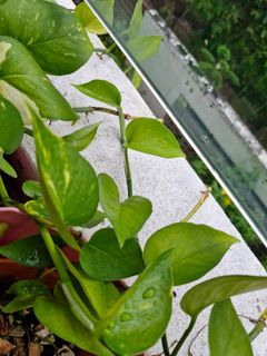 pokok patawali/rajawali/bakawali/akar seruntun, Furniture & Home Living ...