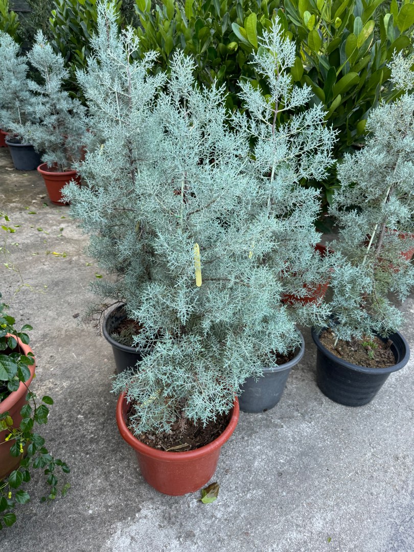 Arizona cypress silver leaves 1 meter height premium plant free ...
