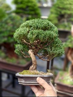 Jia Bonsai 家盆栽’s Profile Page on Carousell | All of Jia Bonsai 家盆栽’s ...