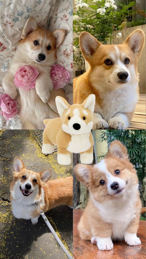 JELLYCAT PREORDER DOGS ETA 1 MARCH, Toys & Collectibles, Mainan di ...