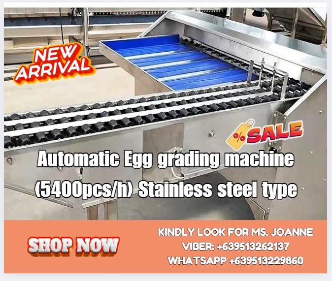 Automatic Egg grading machine (5400pcs/h) Stainless steel type ...