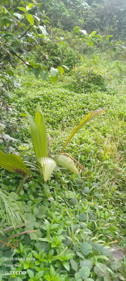 For sale 30,000 SQM lot in Kapatalan, Siniloan, Laguna - 8M (Negotiable ...