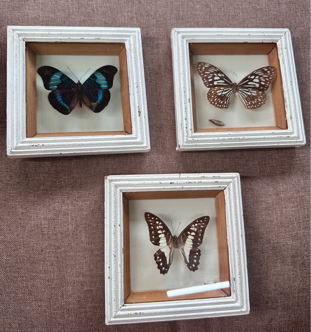 Vintage Real Butterfly Frame Art set of 3, Furniture & Home Living ...