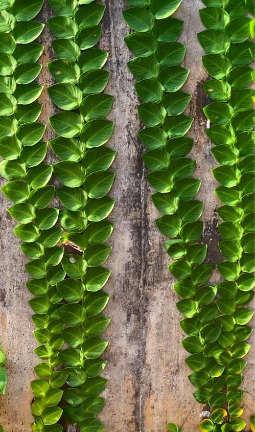 Beautiful Healthy Raphidophora Shingles Plant Cuttings, Furniture ...