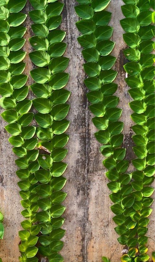 Beautiful Healthy Raphidophora (Shingle) Plant Cuttings, Furniture ...