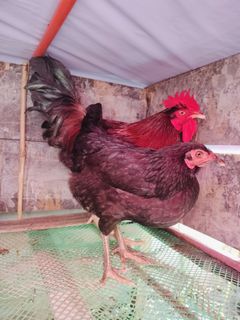 rhode island red chicken - View all rhode island red chicken ads in ...