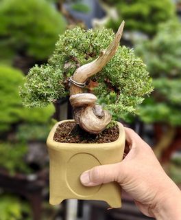 Jia Bonsai 家盆栽’s Profile Page on Carousell | All of Jia Bonsai 家盆栽’s ...