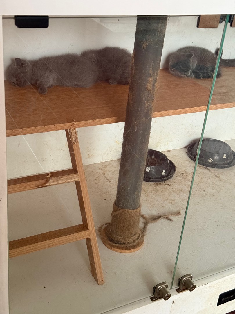 Kitten Bsh British Solid Blue Jantan Betina ada 3 ekor, Perlengkapan ...