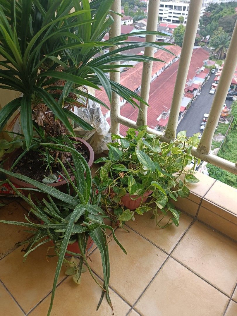 Pokok/ plants aloe vera, Daun Pandan, Money plant, Furniture & Home ...