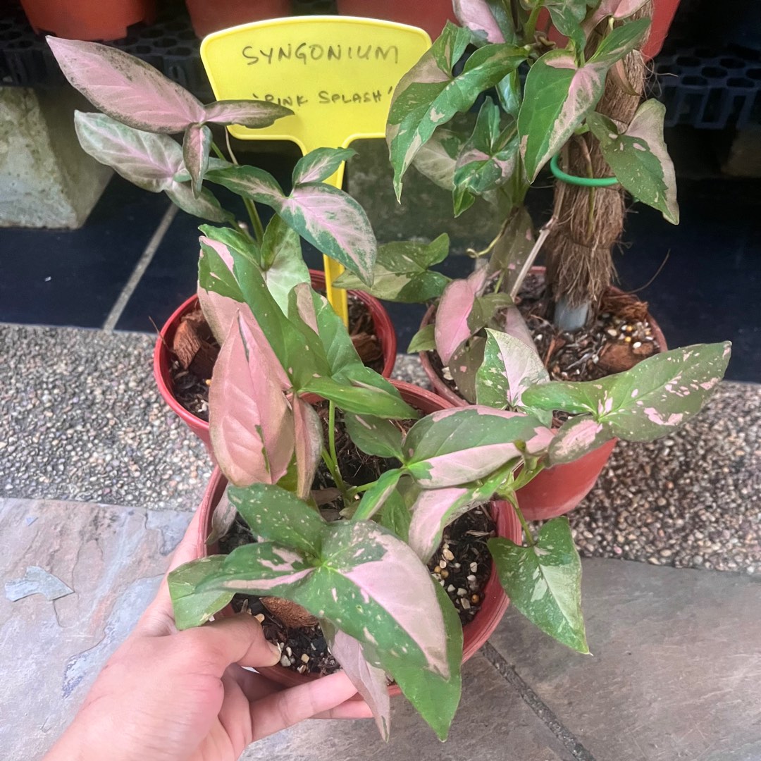 Syngonium Pink Splash Plant Pokok Hidup, Furniture & Home Living ...