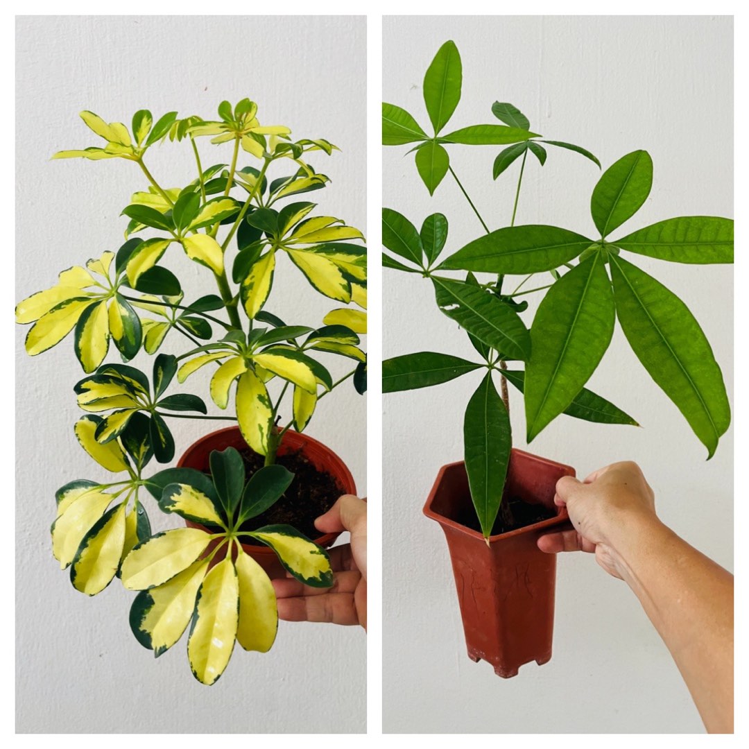 Miniature Trees - Variegated Schefflera Arboricola (Umbrella Tree) and ...
