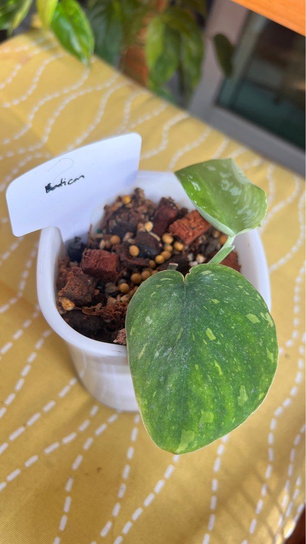 Rare Scindapsus Plant, Furniture & Home Living, Gardening, Plants ...